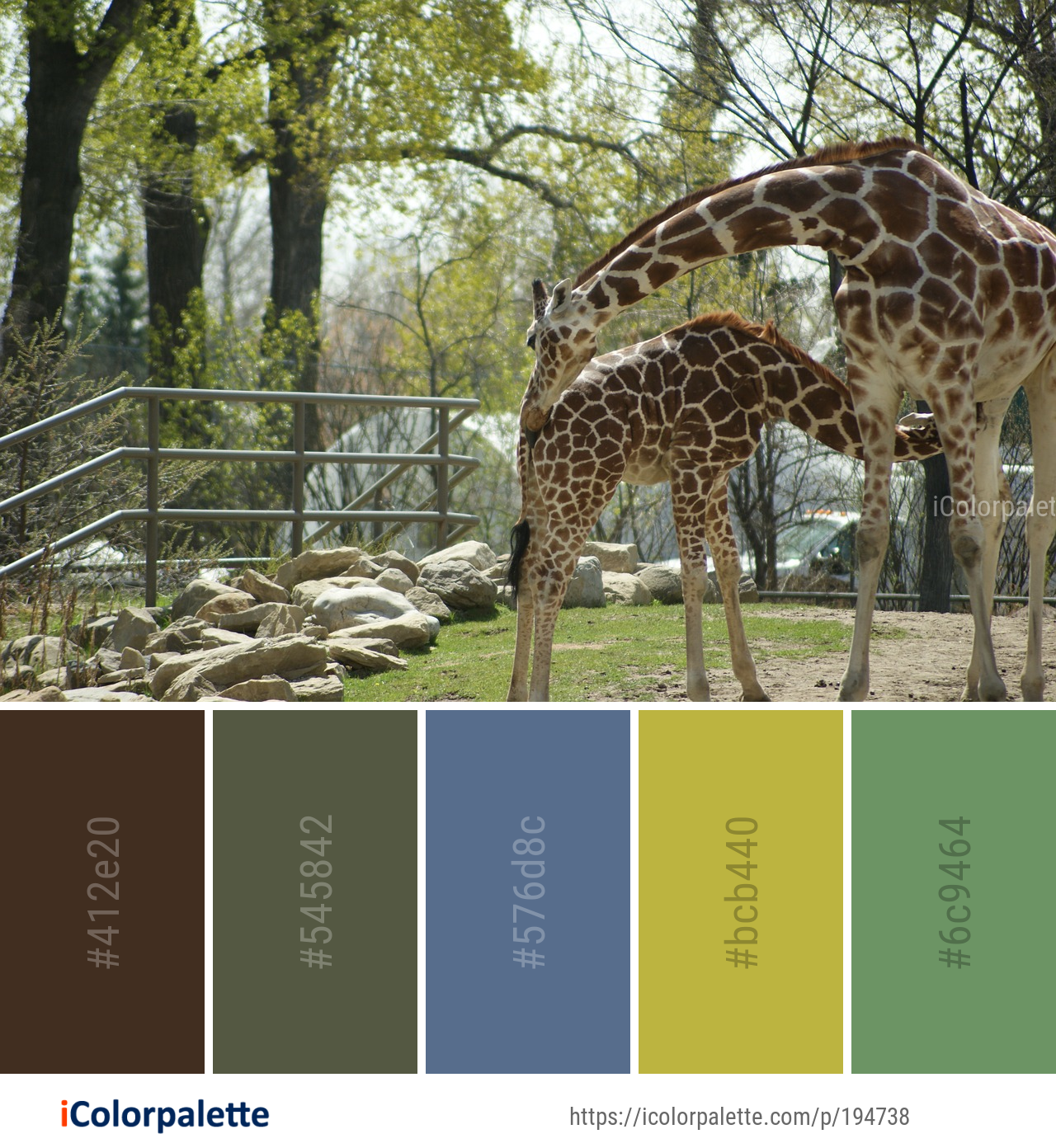 Color Palette Ideas from Giraffe Terrestrial Animal Wildlife Image ...