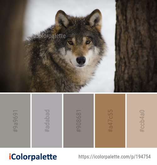 Color Palette Ideas from Wolf Wildlife Mammal Image | iColorpalette