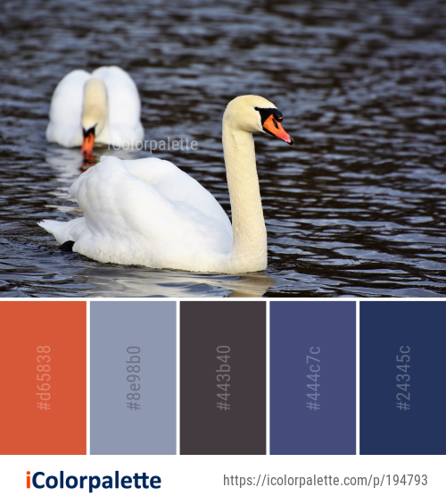 Color Palette Ideas from Swan Bird Water Image | iColorpalette