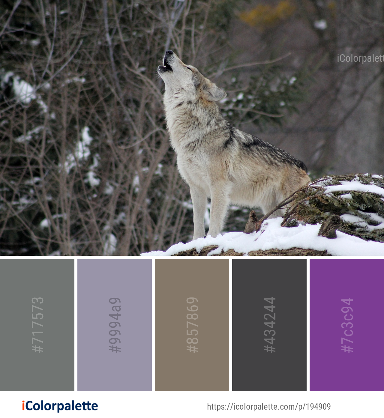 Color Palette Ideas from Wildlife Wolf Mammal Image | iColorpalette