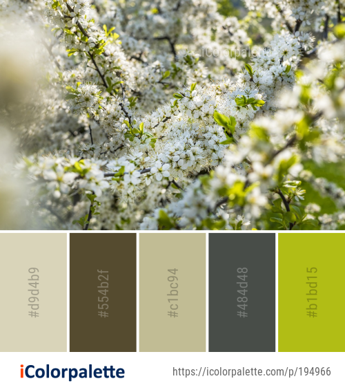 Color Palette Ideas from Blossom Spring Branch Image | iColorPalette