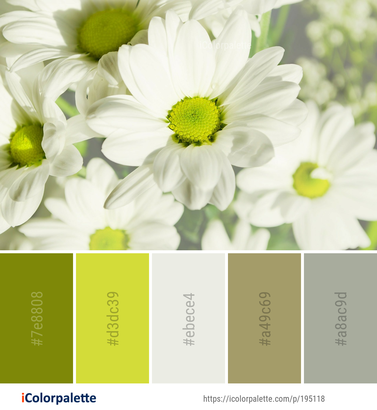 Color Palette Ideas from Flower Oxeye Daisy Yellow Image | iColorpalette