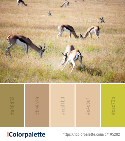 31 Gazelle Color Palette ideas in 2025 | iColorpalette