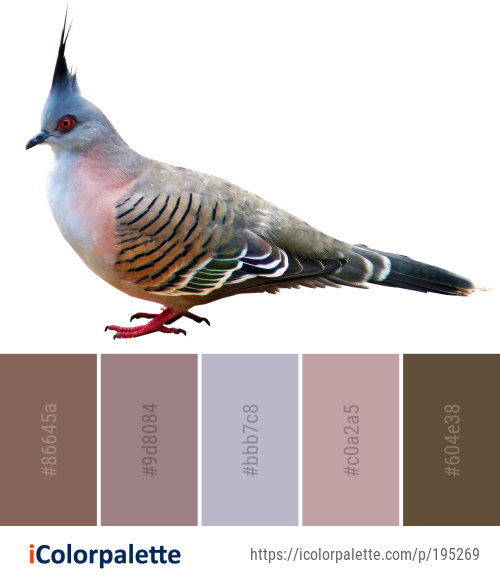 Color Palette Ideas from Bird Fauna Feather Image | iColorpalette