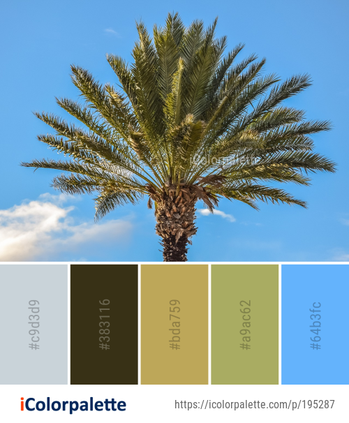 Color Palette Ideas from Sky Date Palm Tree Image | iColorpalette
