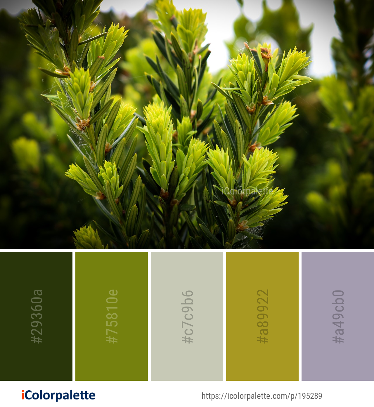 Color Palette Ideas from Plant Vegetation Tree Image | iColorpalette