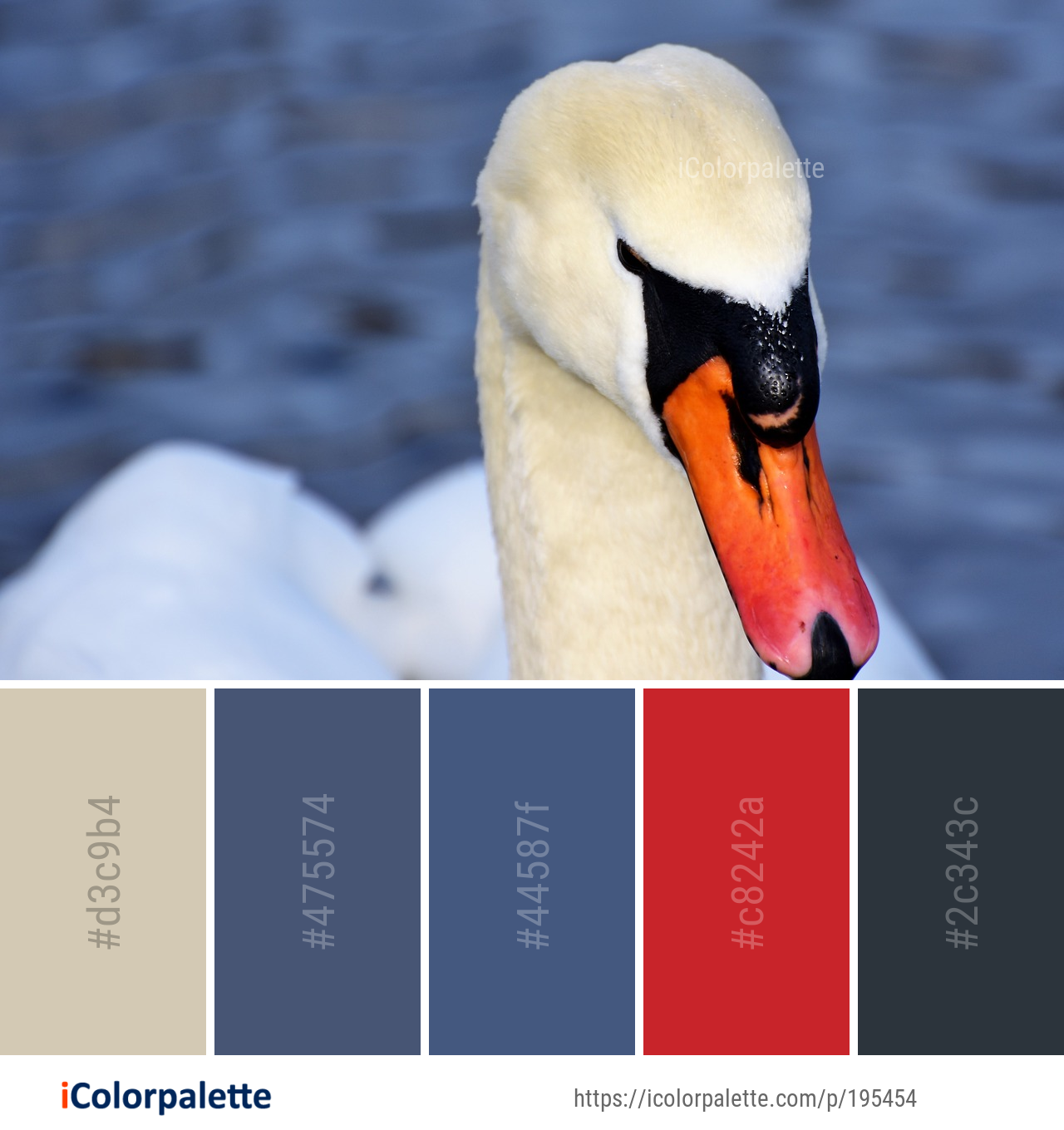 Color Palette Ideas from Bird Swan Beak Image | iColorpalette