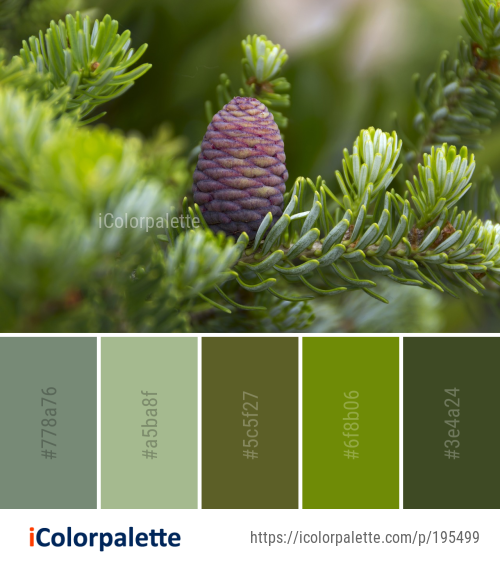 Color Palette Ideas from Pine Family Conifer Tree Image | iColorpalette