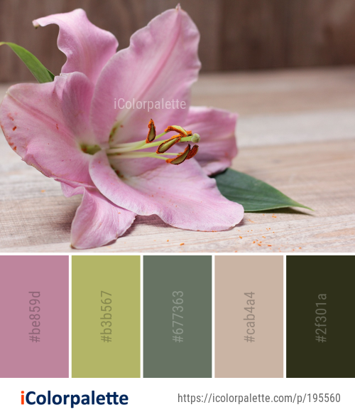 Color Palette Ideas from Flower Pink Lily Image | iColorpalette
