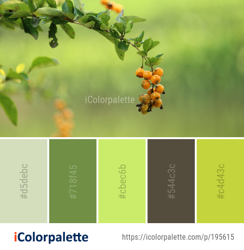 Color Palette Ideas from Branch Fruit Tree Spring Image | iColorpalette