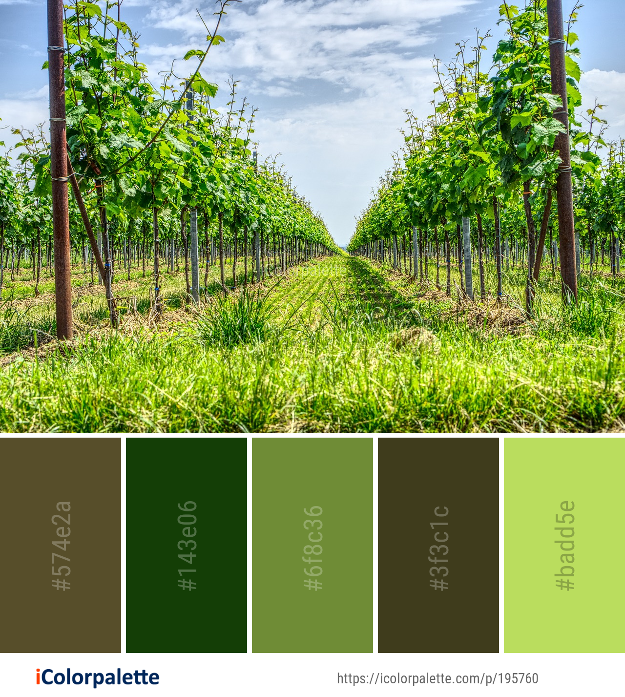 Color Palette Ideas from Agriculture Vineyard Tree Image | iColorpalette