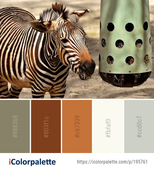 Color Palette Ideas from Wildlife Zebra Mammal Image | iColorpalette