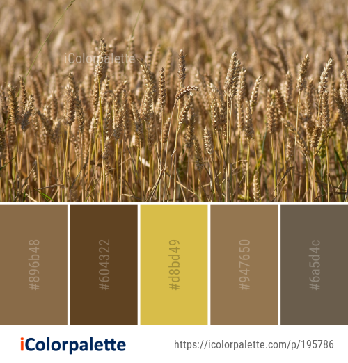 Color Palette Ideas from Food Grain Wheat Crop Image | iColorpalette