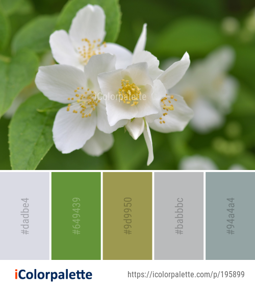Printable In Color Jasmine