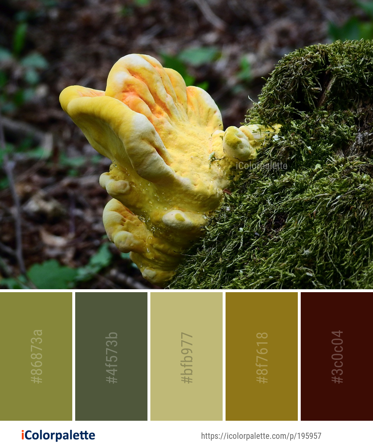 Color Palette Ideas from Fungus Mushroom Medicinal Image | iColorpalette