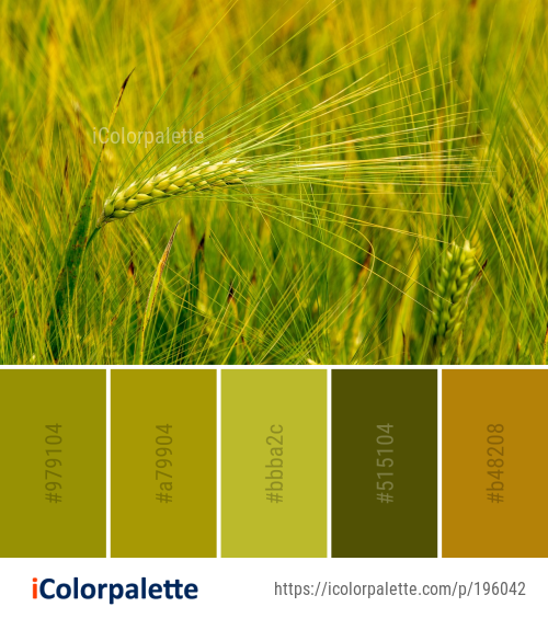 Color Palette Ideas from Food Grain Barley Field Image | iColorpalette