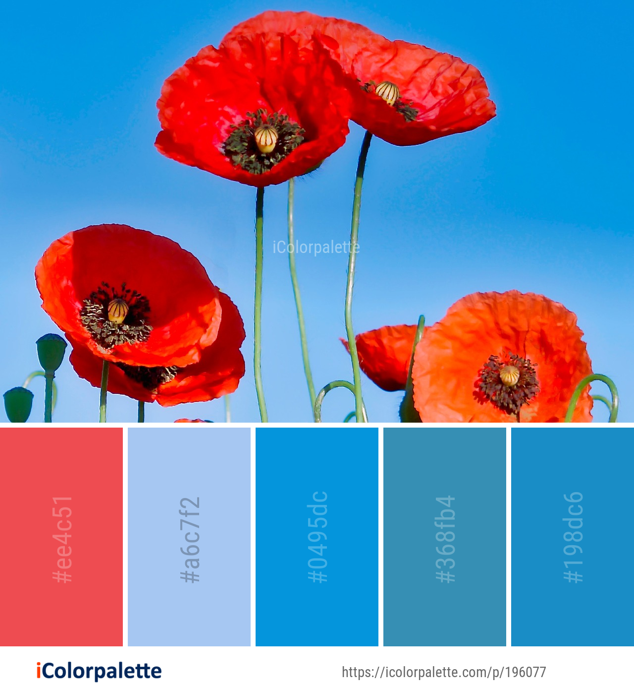 Color Palette Ideas from Flower Sky Coquelicot Image | iColorpalette