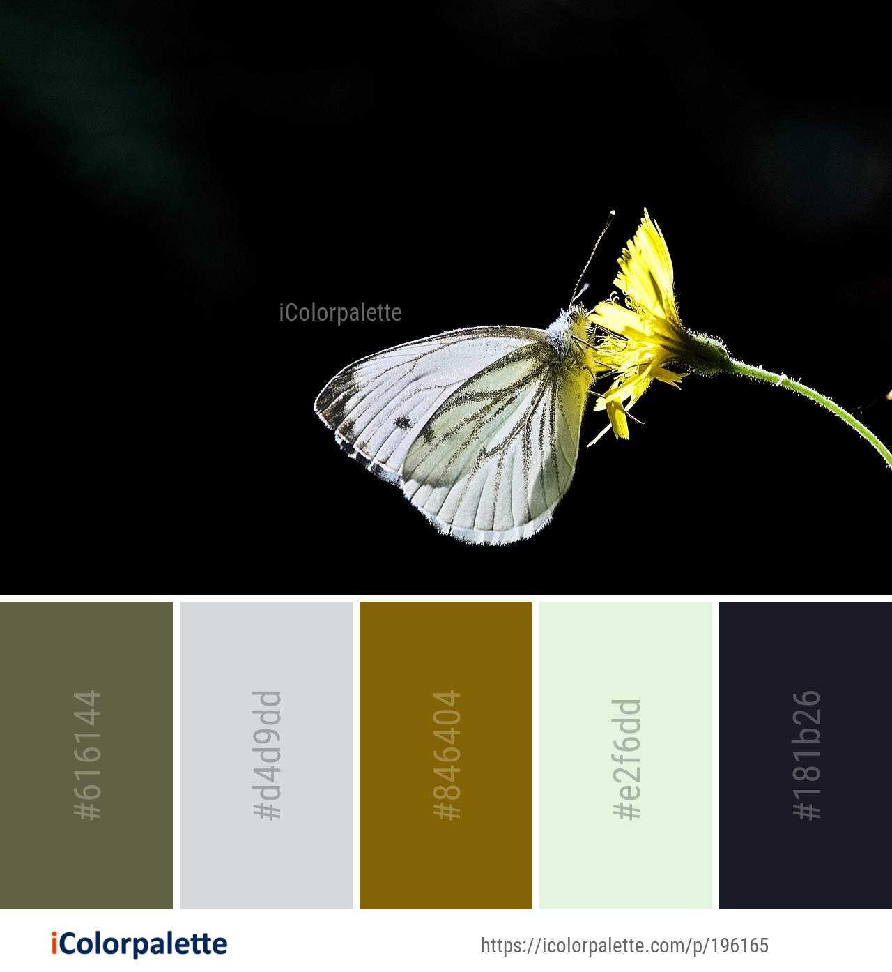 Color Palette Ideas from Butterfly Insect Moths And Butterflies Image ...
