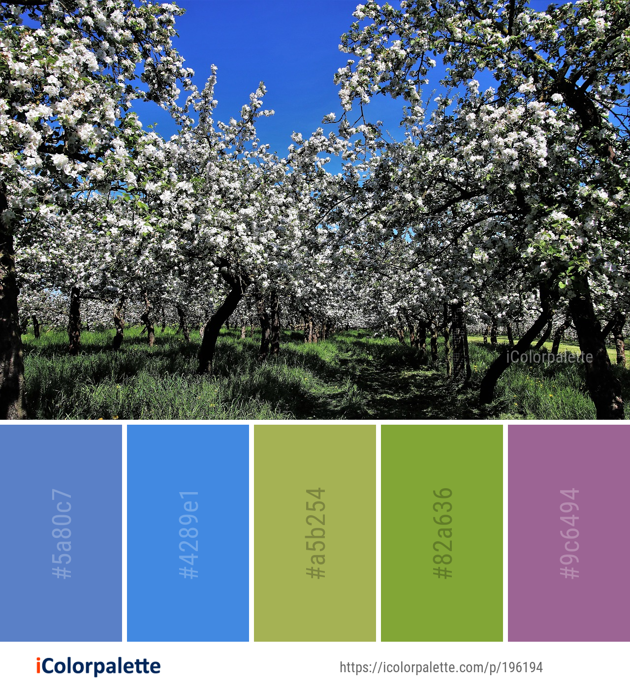 Color Palette Ideas from Blossom Tree Spring Image | iColorpalette