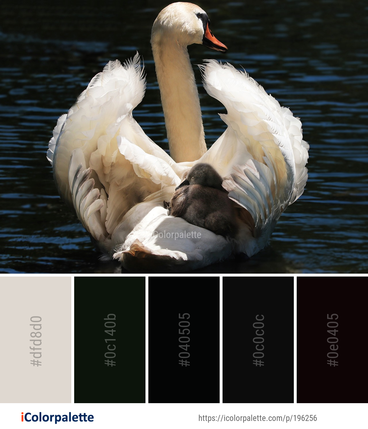 Color Palette Ideas from Bird Water Swan Image | iColorpalette