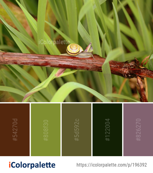Color Palette Ideas from Flora Grass Family Plant Stem Image ...