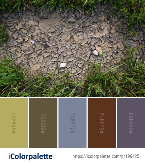 Color Palette Ideas from Grass Soil Rock Image | iColorpalette