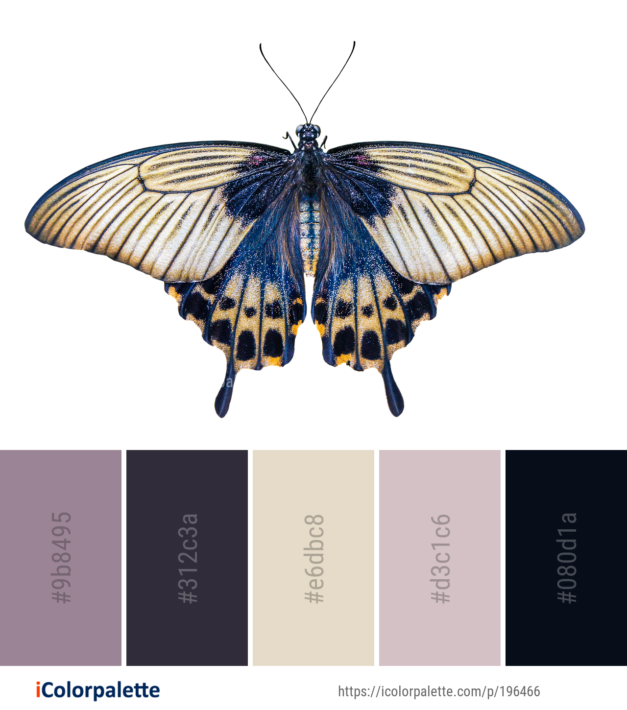 Color Palette Ideas from Butterfly Moths And Butterflies Insect Image ...