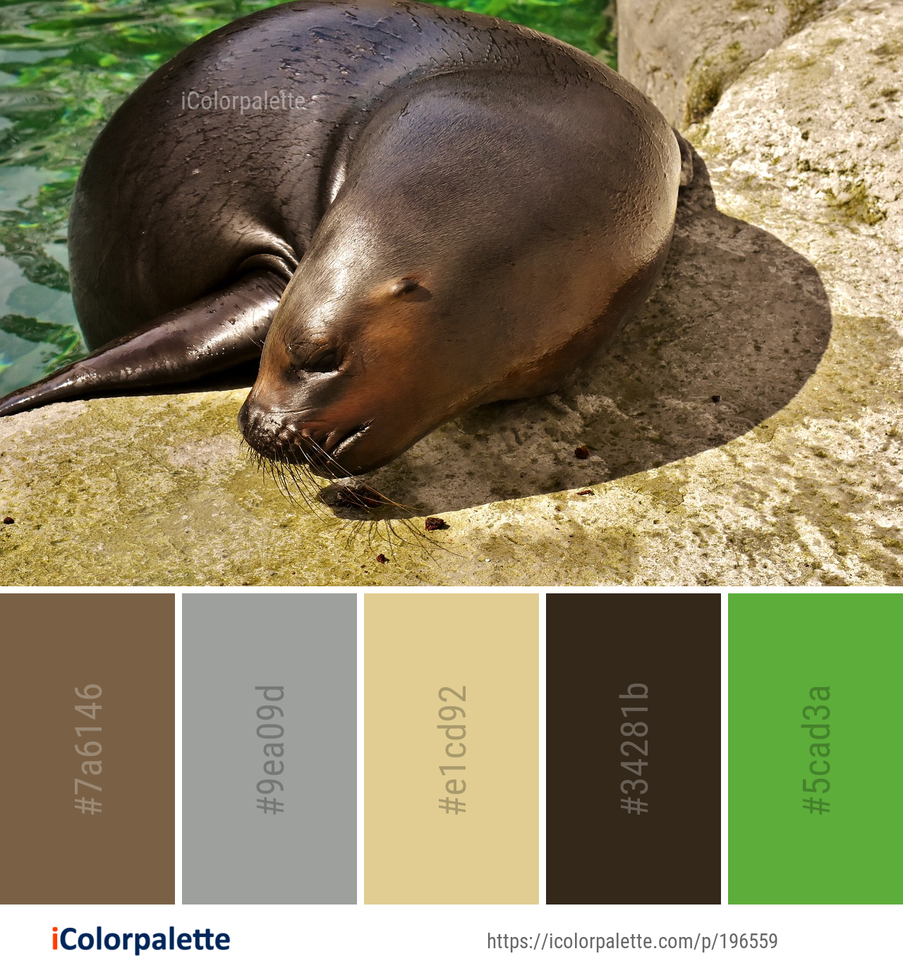 Color Palette Ideas from Fauna Seals Terrestrial Animal Image ...