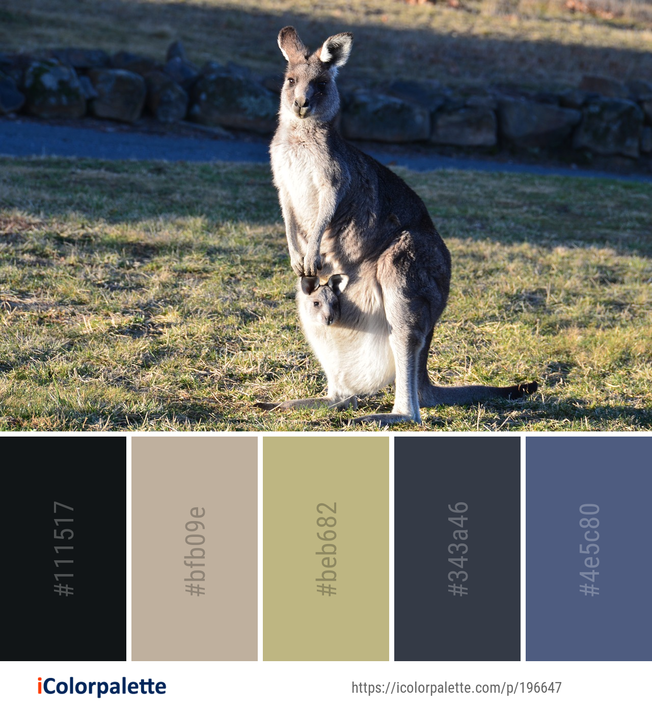 15+ Kangaroo Color Palette ideas in 2025 | iColorPalette