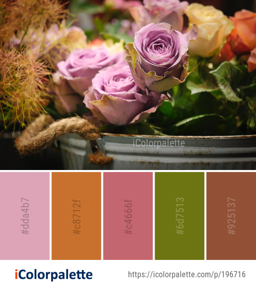 Color Palette Ideas from Flower Pink Rose Image | iColorpalette