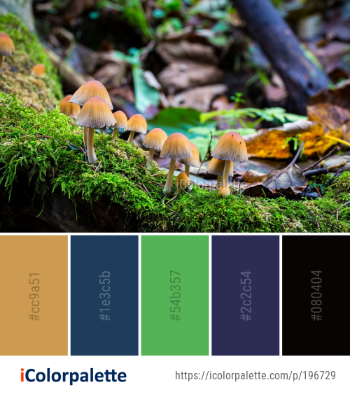 Color Palette Ideas from Fungus Mushroom Leaf Image | iColorpalette
