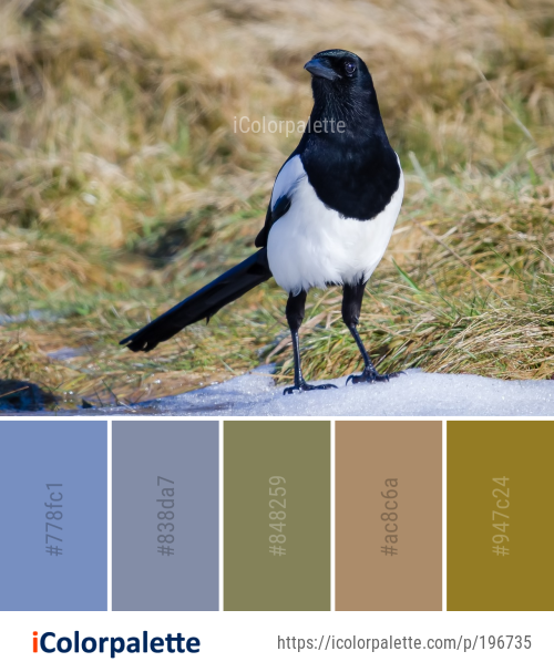 Color Palette Ideas from Bird Eurasian Magpie Image | iColorpalette