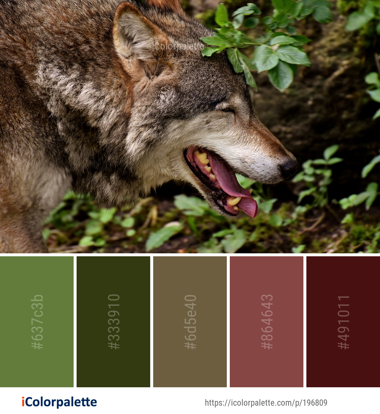 Color Palette Ideas from Wildlife Fauna Mammal Image | iColorpalette