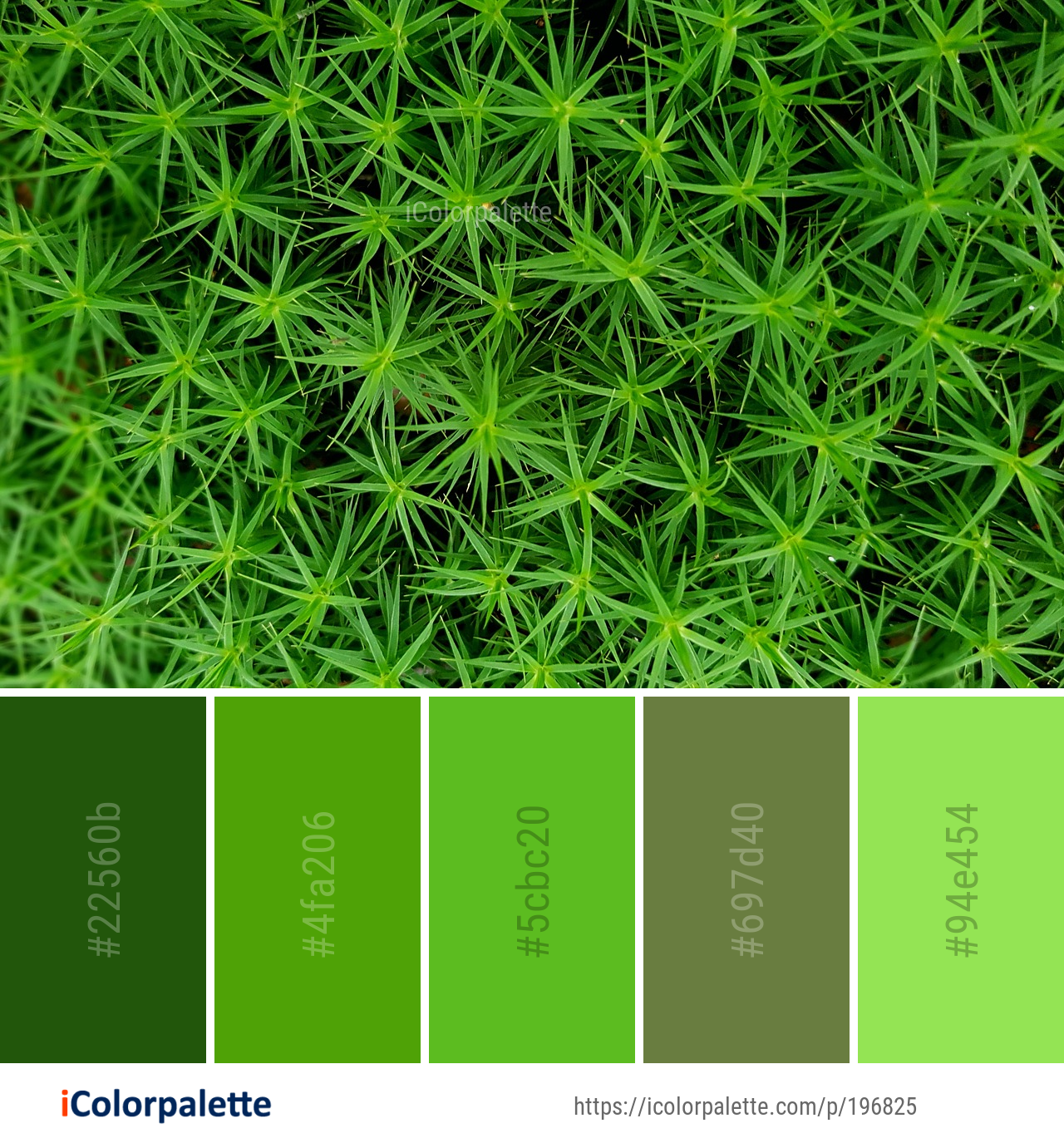 69+ Moss Color Palette ideas in 2025 | iColorPalette