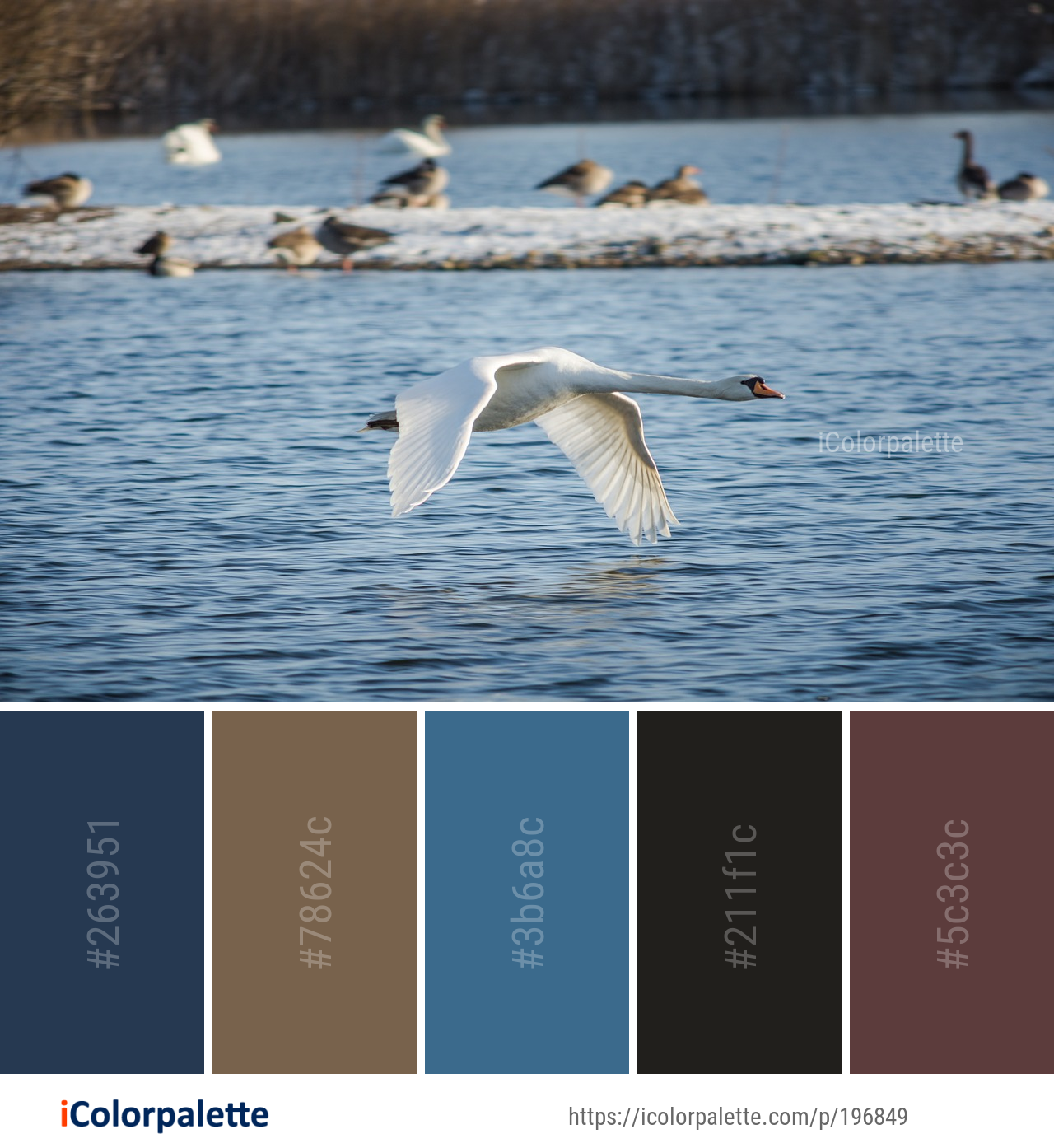 Color Palette Ideas from Bird Swan Water Image | iColorpalette