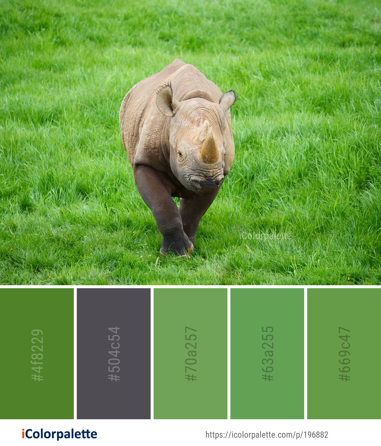 22 Rhinoceros Color Palette ideas in 2025 | iColorpalette