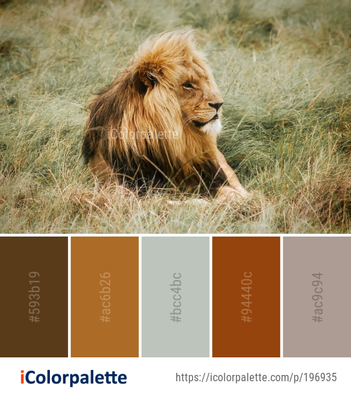 Color Palette Ideas from Wildlife Lion Terrestrial Animal Image ...