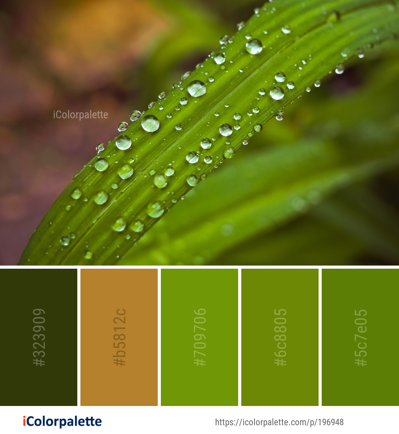 Color Palette Ideas from Water Dew Moisture Image | iColorpalette