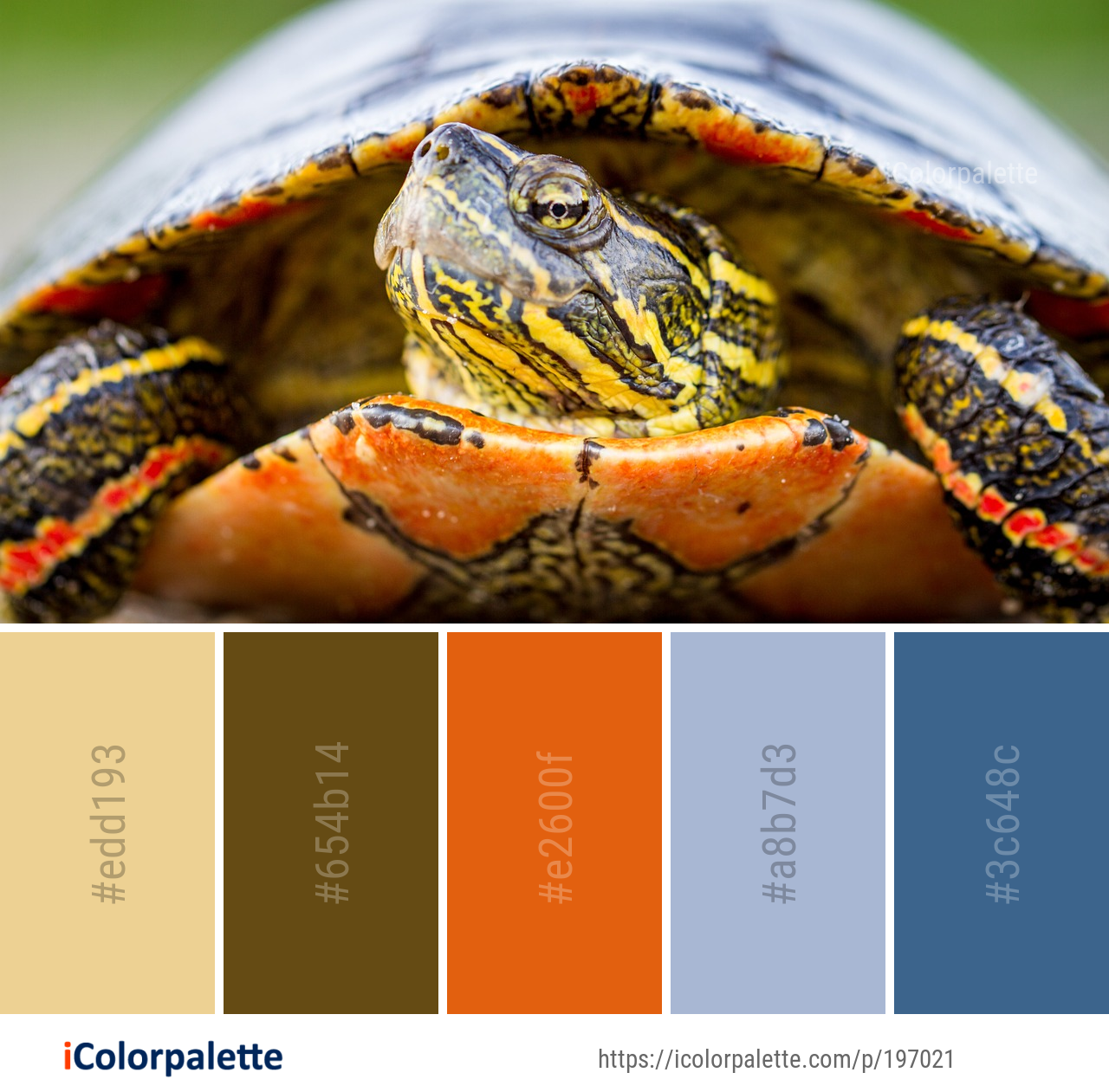 Color Palette Ideas from Emydidae Reptile Turtle Image | iColorpalette