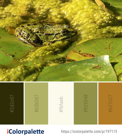 Color Palette Ideas from Ranidae Amphibian Toad Image | iColorpalette