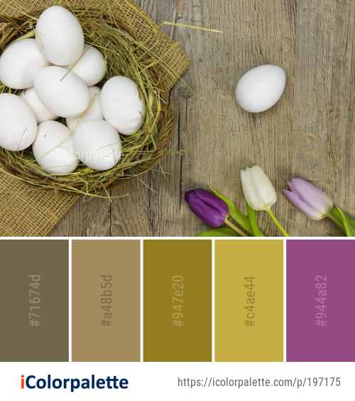 Color Palette Ideas from Egg Image | iColorpalette
