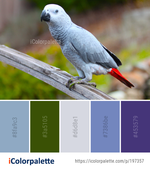 Color Palette Ideas from Bird Fauna Parrot Image | iColorpalette