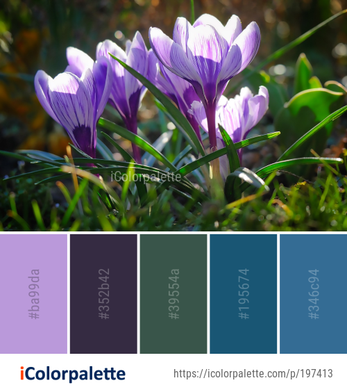Color Palette Ideas from Flower Plant Crocus Image | iColorpalette