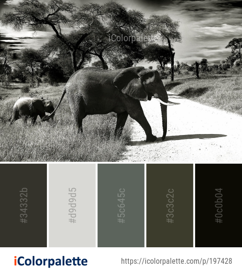Color Palette Ideas from Elephants And Mammoths Elephant Wildlife Image ...