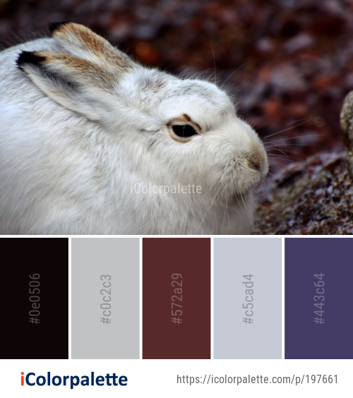 Color Palette Ideas from Fauna Wildlife Rabbit Image | iColorpalette