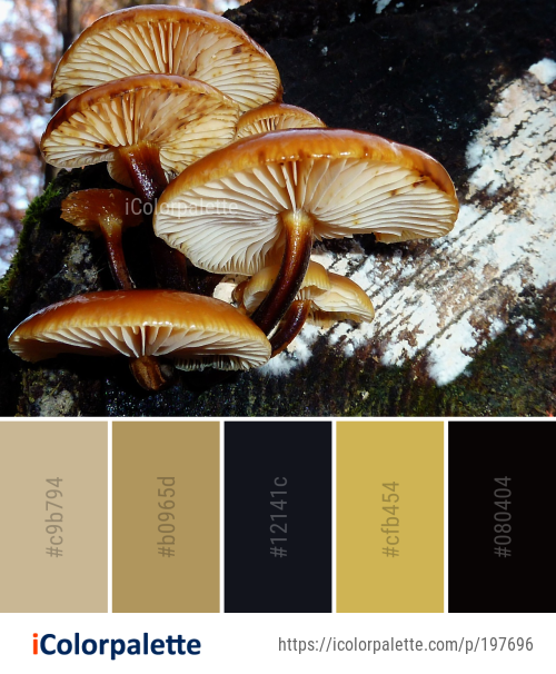 Color Palette Ideas from Mushroom Edible Fungus Image | iColorPalette