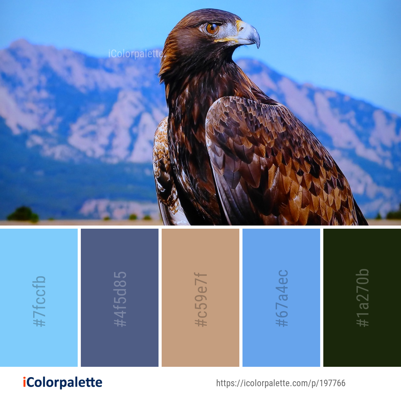 Color Palette Ideas from Eagle Bird Of Prey Beak Image | iColorpalette