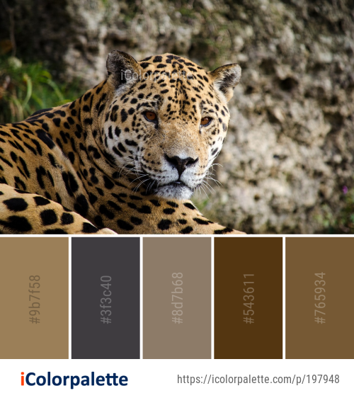 Color Palette Ideas from Wildlife Leopard Jaguar Image | iColorpalette