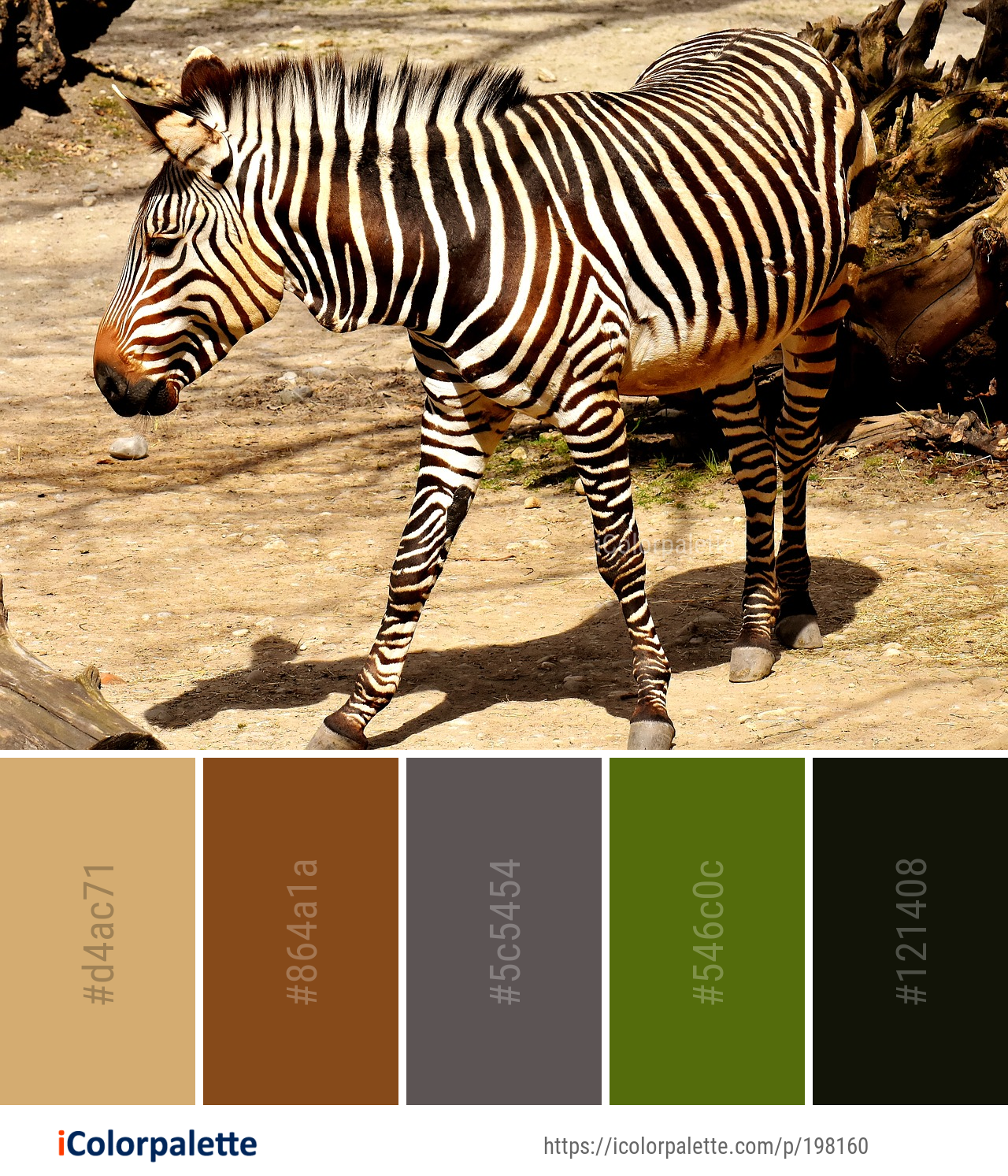 Color Palette Ideas from Wildlife Zebra Terrestrial Animal Image ...