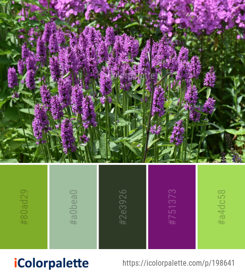 39 Nepeta Color Palette ideas in 2025 | iColorpalette